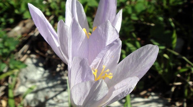 October flowers in the Sierra de Grazalema - Wildside Holidays ...