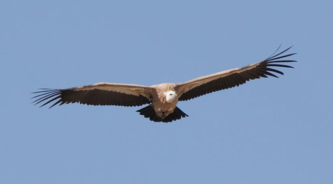 Griffon Vulture M68: Crossed the Strait, Rescued at Sea, and Returns to ...