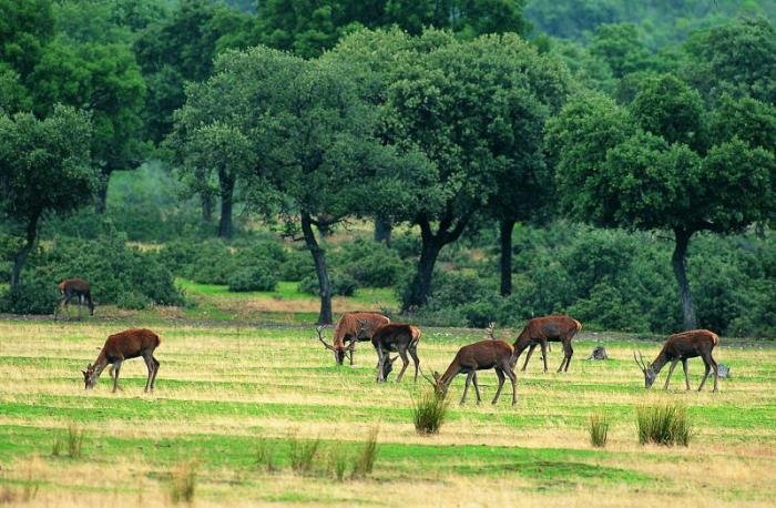 16 stunning national parks in Spain to visit. - Wildlife & Walking ...