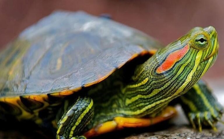 Invasive species - The red eared terrapin - Wildlife & Walking Tours in ...