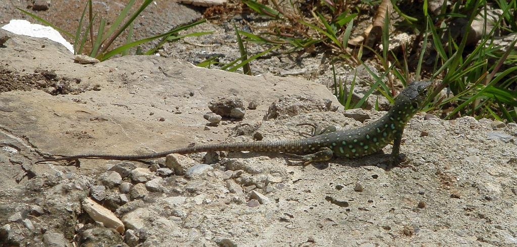 Ocellated lizard (Timon lepidus (Lacerta lepida)) Lagarto ocelado ...