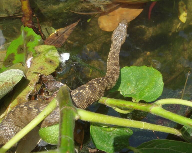 Viperine Snake (Natrix maura) Culebra viperina - Wildlife & Walking ...