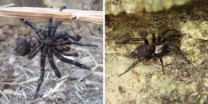 Andalusian Funnel-Web Spider - Macrothele calpeiana - La araña negra de ...