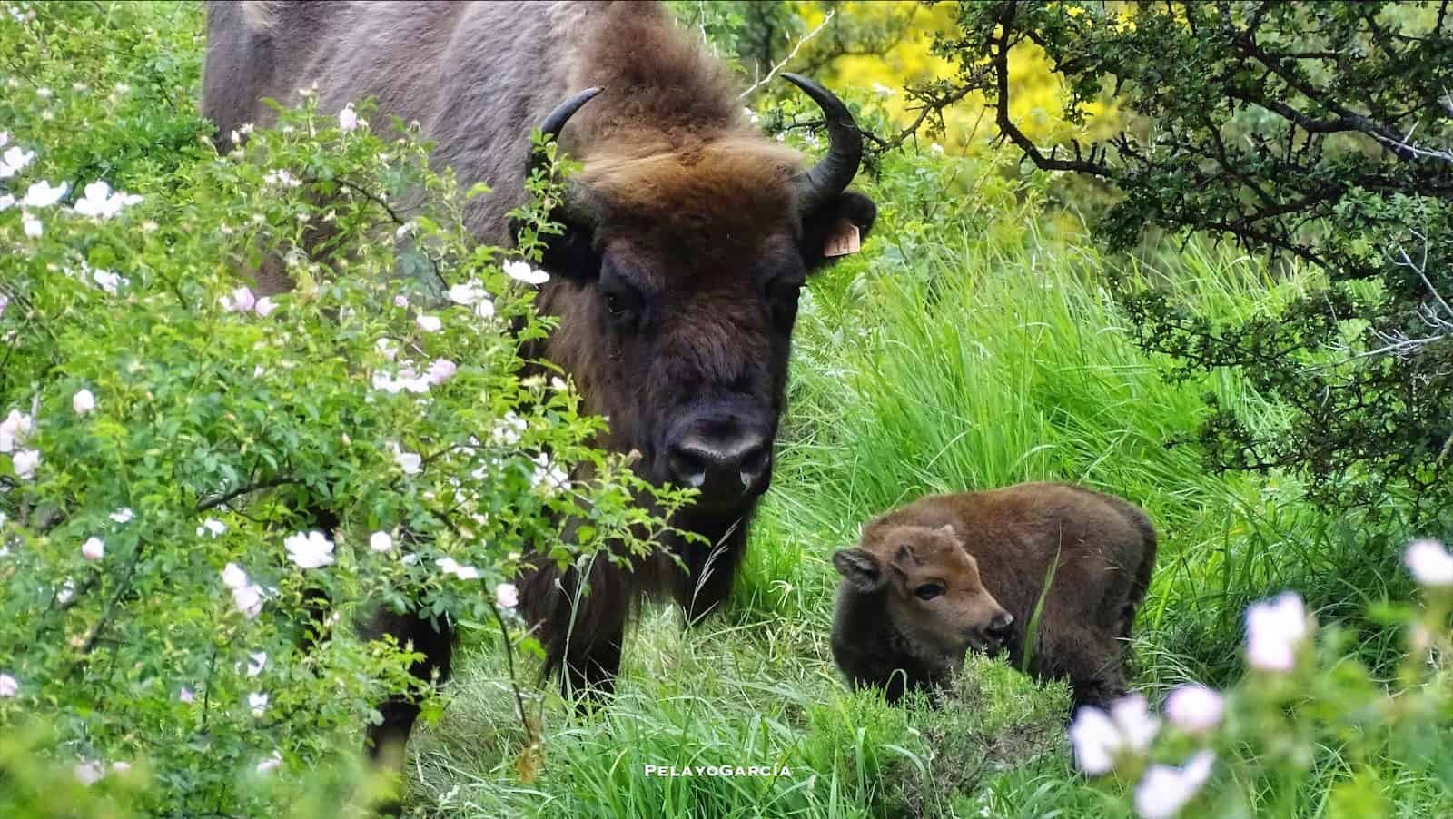 European bison - Bison bonasus - Bisonte europeo - Wildlife & Walking ...