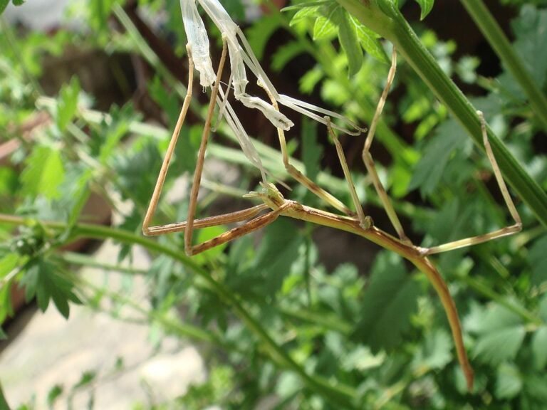 Mediterranean Stick Insect - Bacillus rossius - Insecto palo - Wildside ...