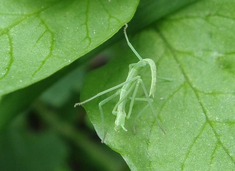 Mediterranean Stick Insect - Bacillus rossius - Insecto palo - Wildside ...