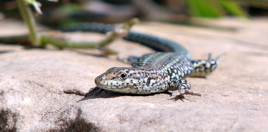Andalucian wall lizard - Podarcis vaucheri – Lagartija andaluza ...