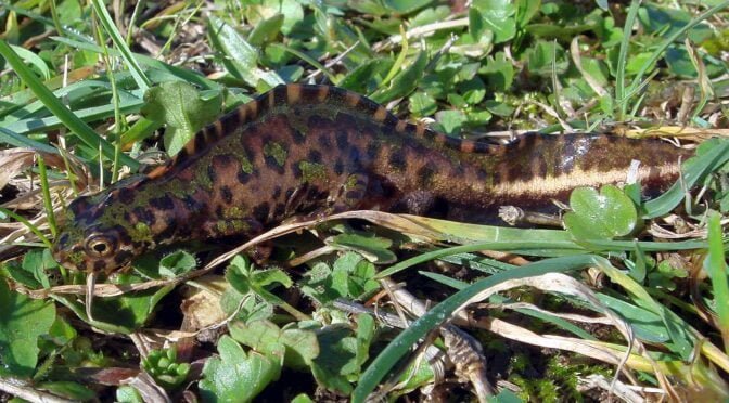 Pygmy (marbled) newt - Triturus pygmaeus - Tritón pigmeo - Wildside ...