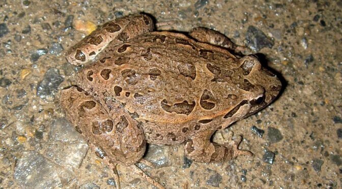 Western Iberian Painted Frog - Discoglossus galganoi - Sapillo pintojo ...
