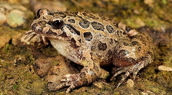Frogs in Spain Archives - Wildside Holidays - Walking and Wildlife ...