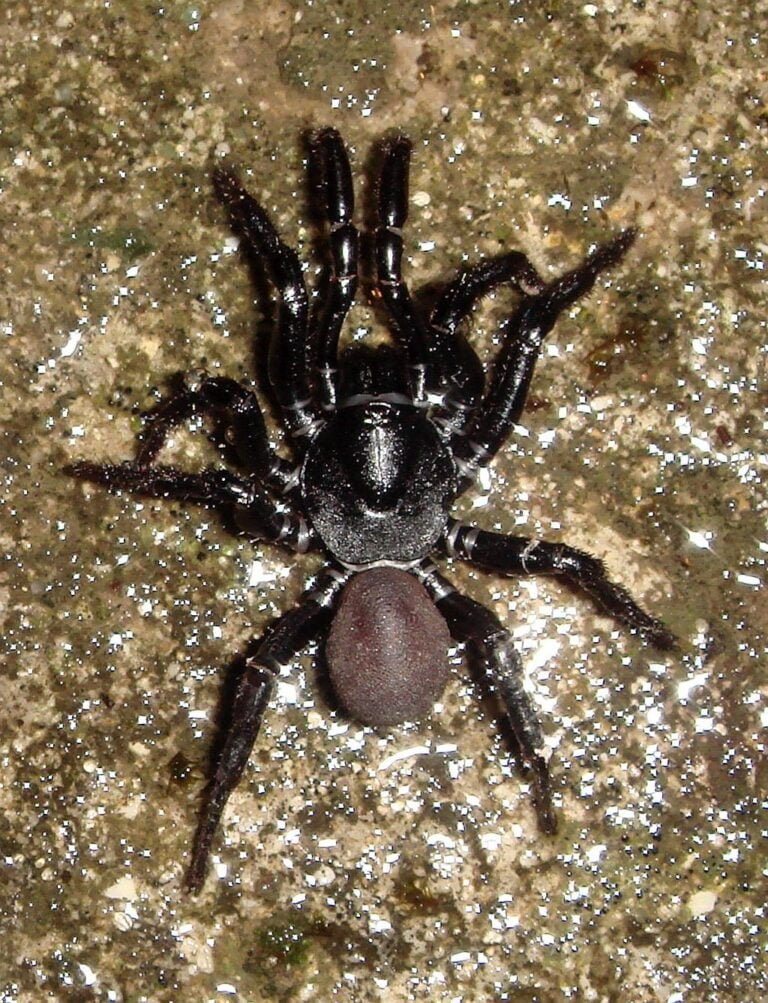 trapdoor spiders - Amblyocarenum walckenaeri and Ummidia picea ...