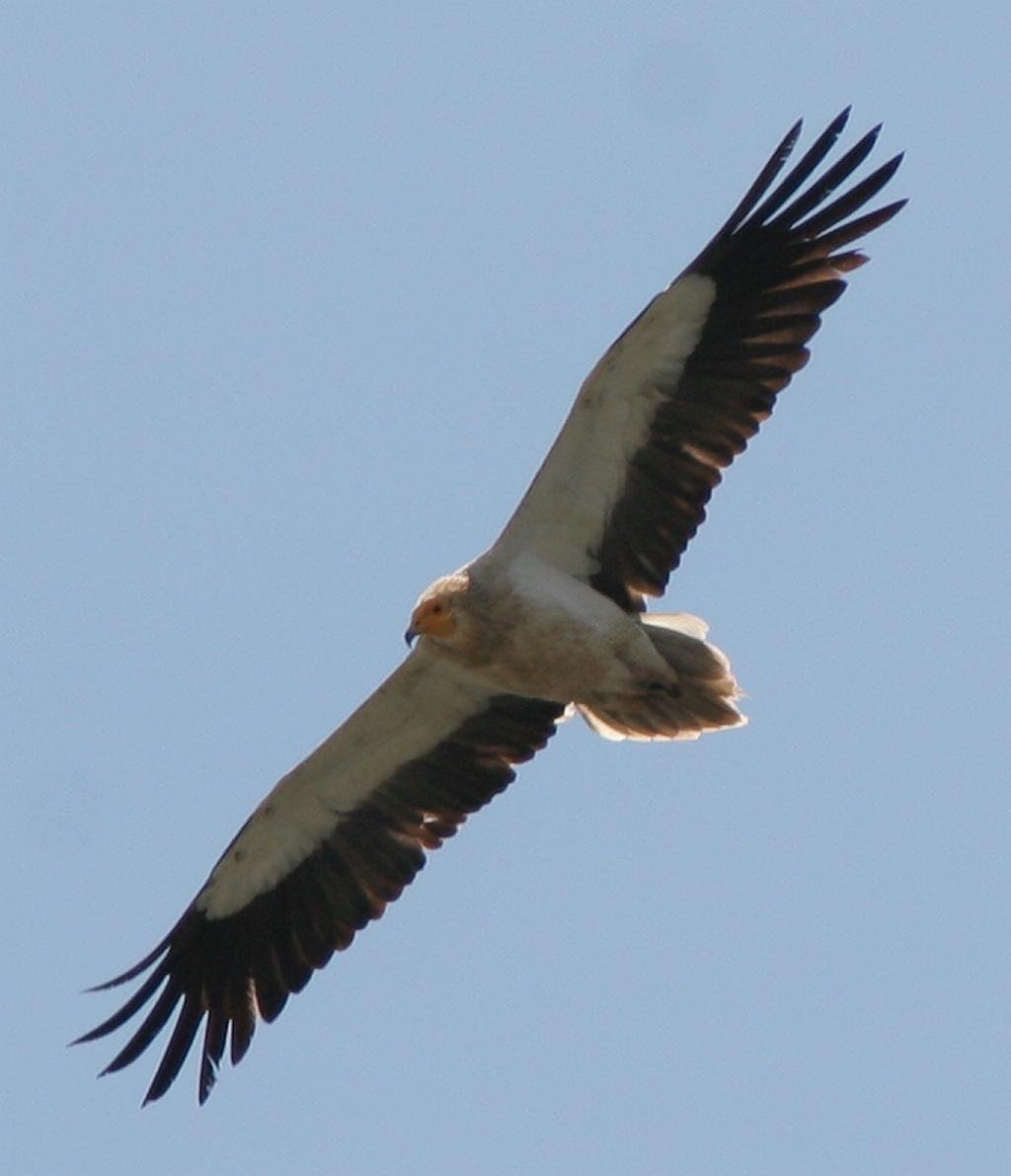 Egyptian Vulture - Neophron percnopterus - Alimoche Común - Wildside ...
