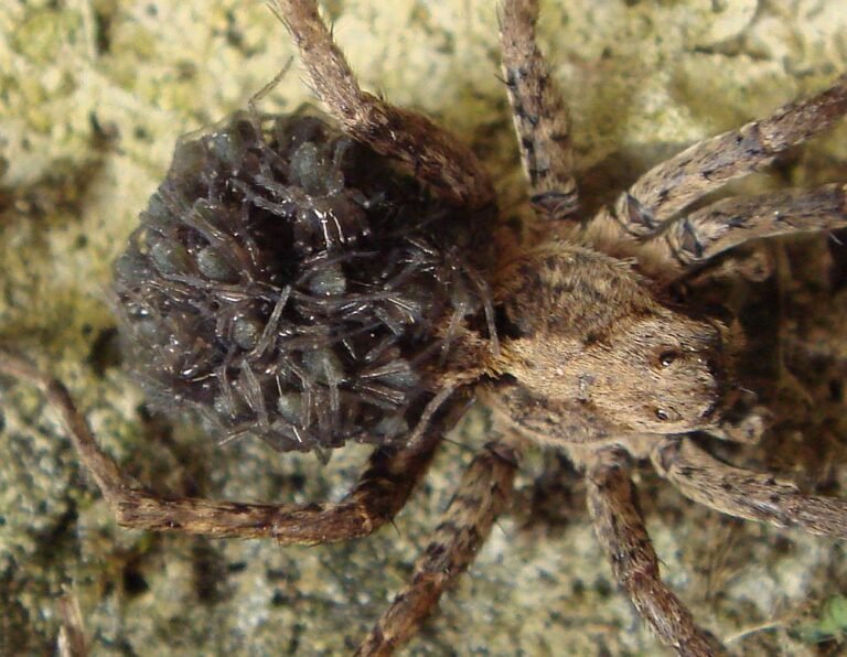 Spanish wolf spider - Lycosa hispanica - Araña lobo - Wildlife ...