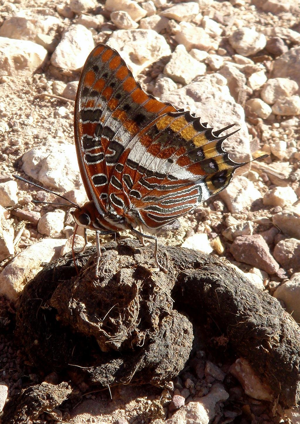 Two-tailed Pasha - Charaxes jasius - Bajá de dos colas - Wildlife ...