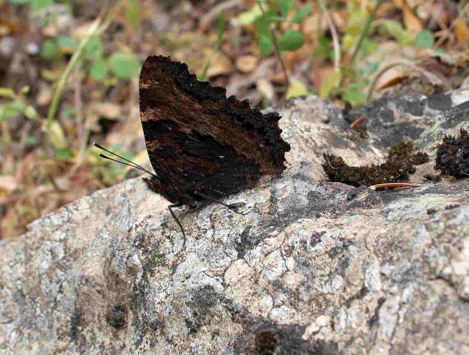 Large Tortoiseshell - Nymphalis polychloros - Olmera - Wildside ...